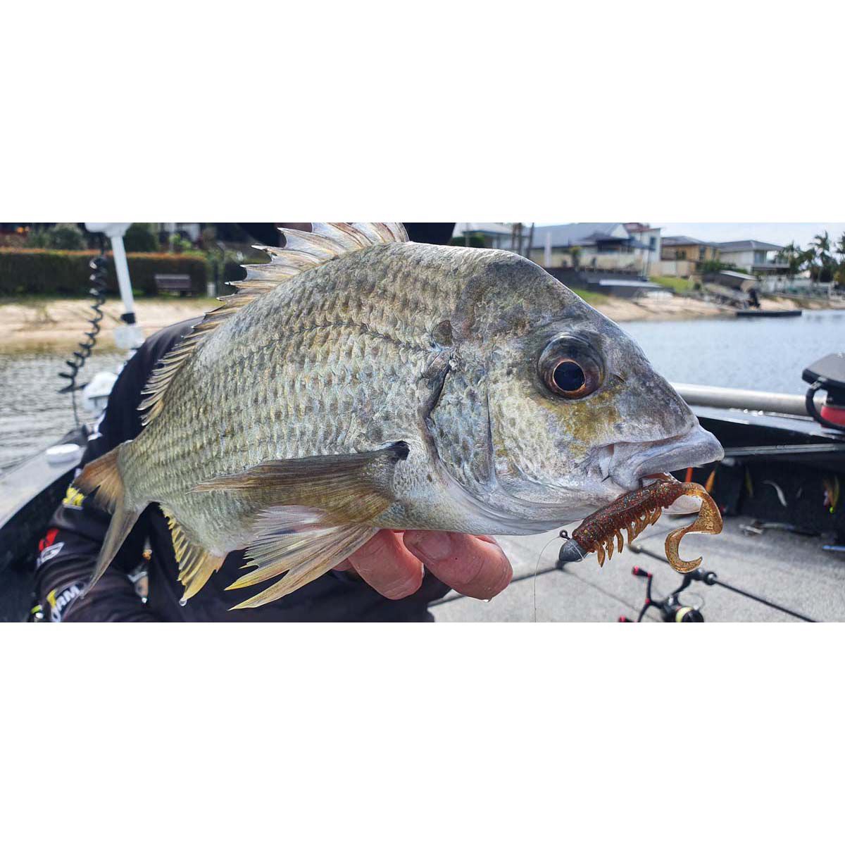 Rapala CrushCity Creeper Soft Plastic Lure 2.5in Pearl White | BCF