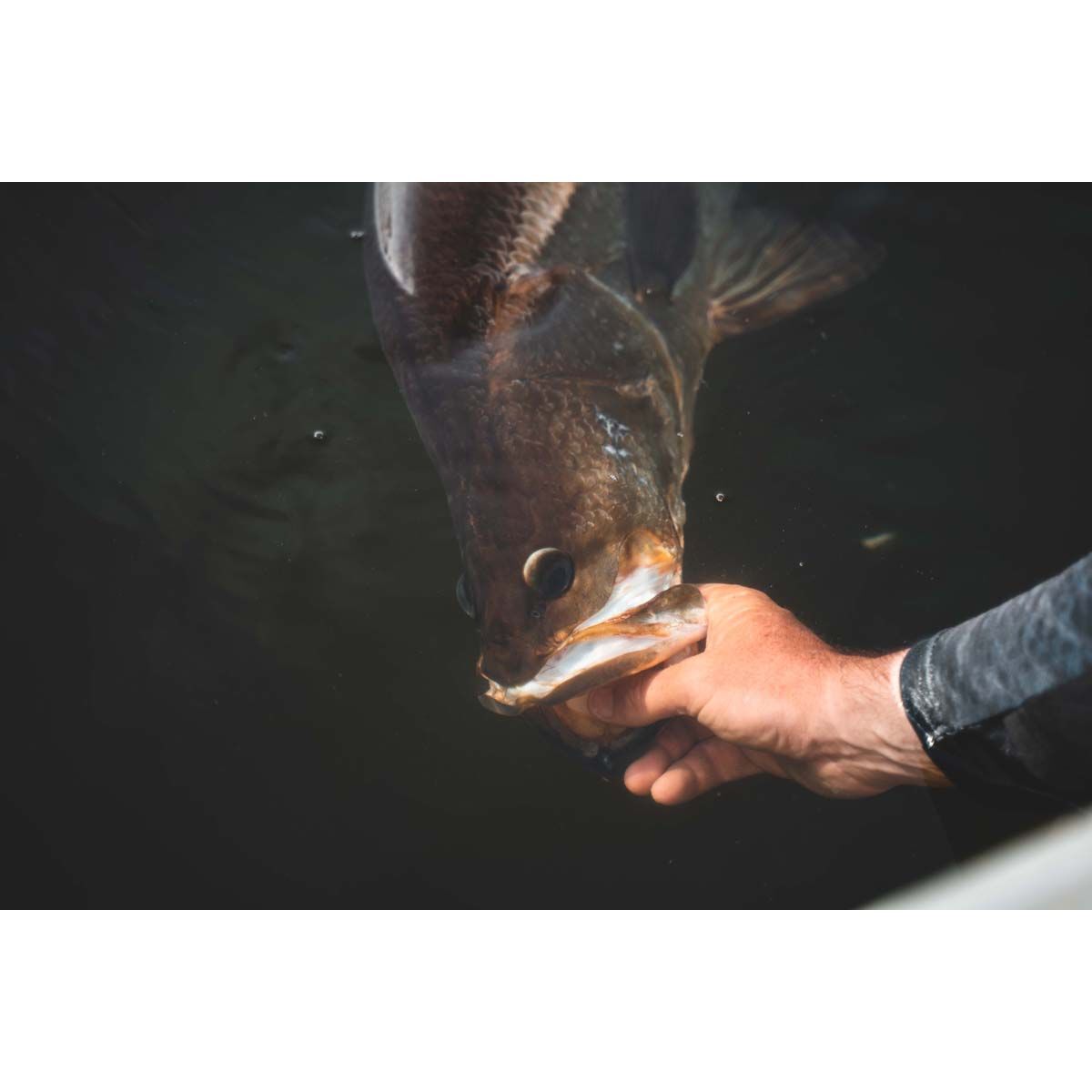 Daiwa 25 TD SOL 2500D Spinning Reel | BCF