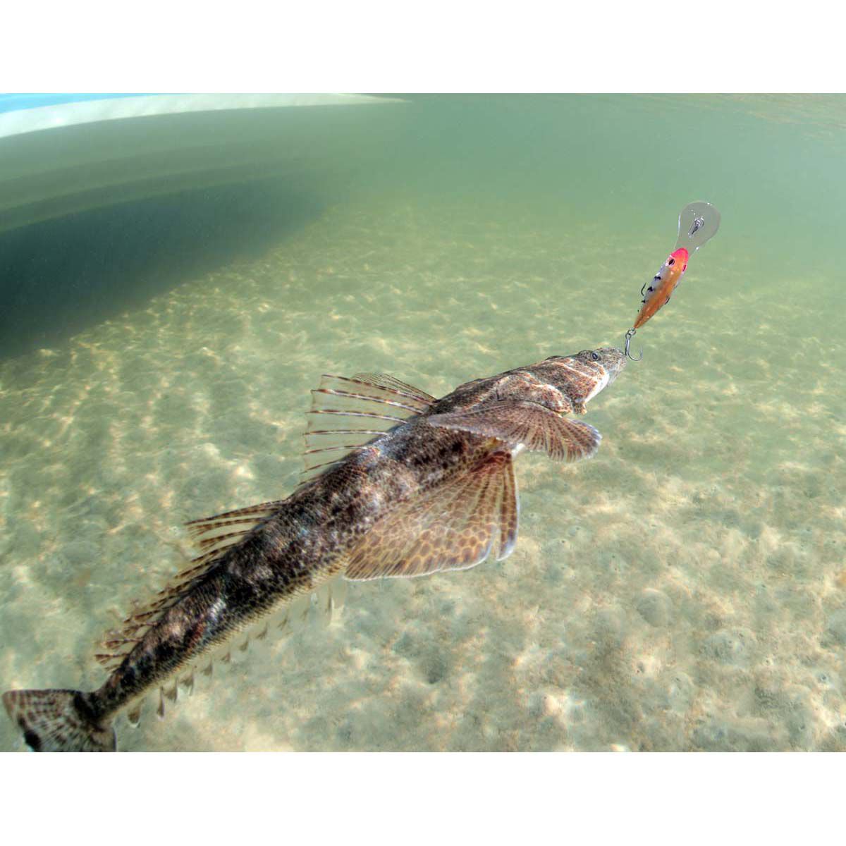 Halco TB55 Hard Body Lure 55mm Jelly Prawn | BCF