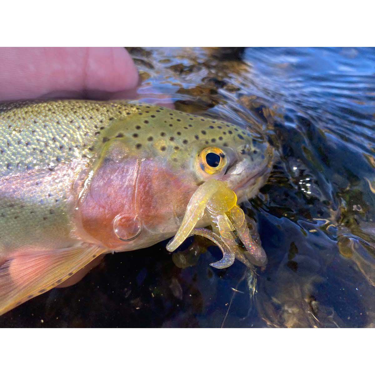 Rapala CrushCity Creeper Soft Plastic Lure 2.5in Black Nightmare | BCF