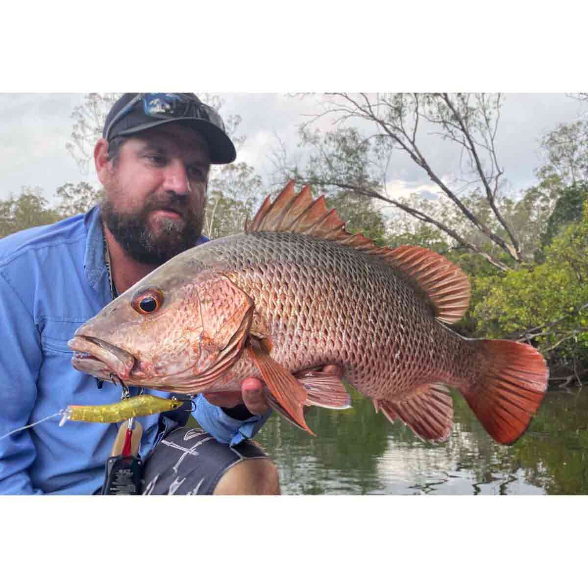 MMD Splash Prawn Surface Lure 70mm Sunburnt Jelly | BCF