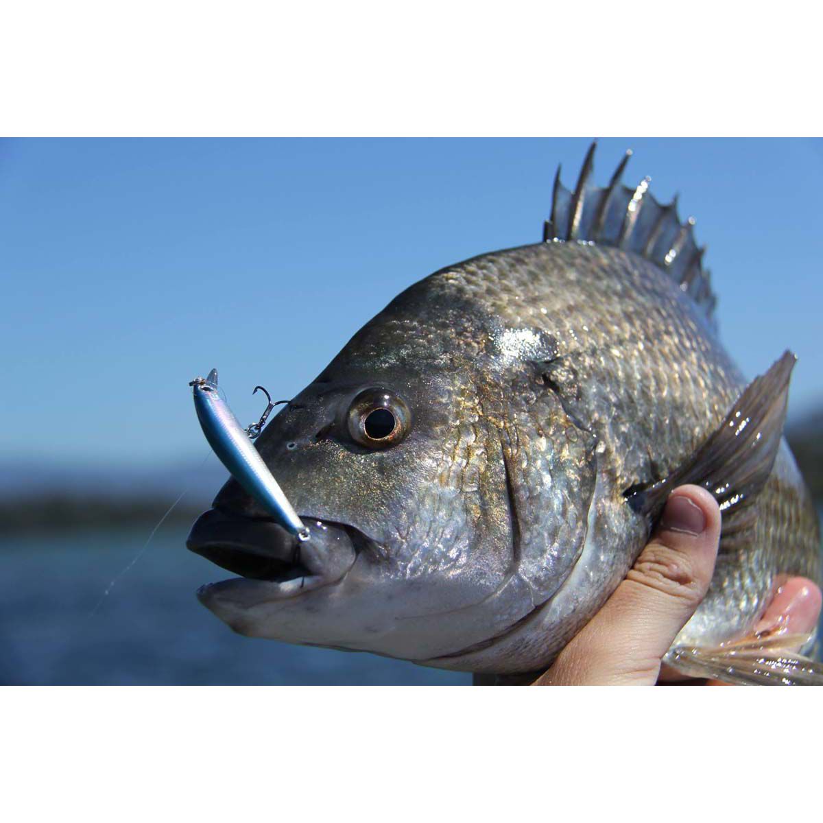 Smith Lures | BCF Australia