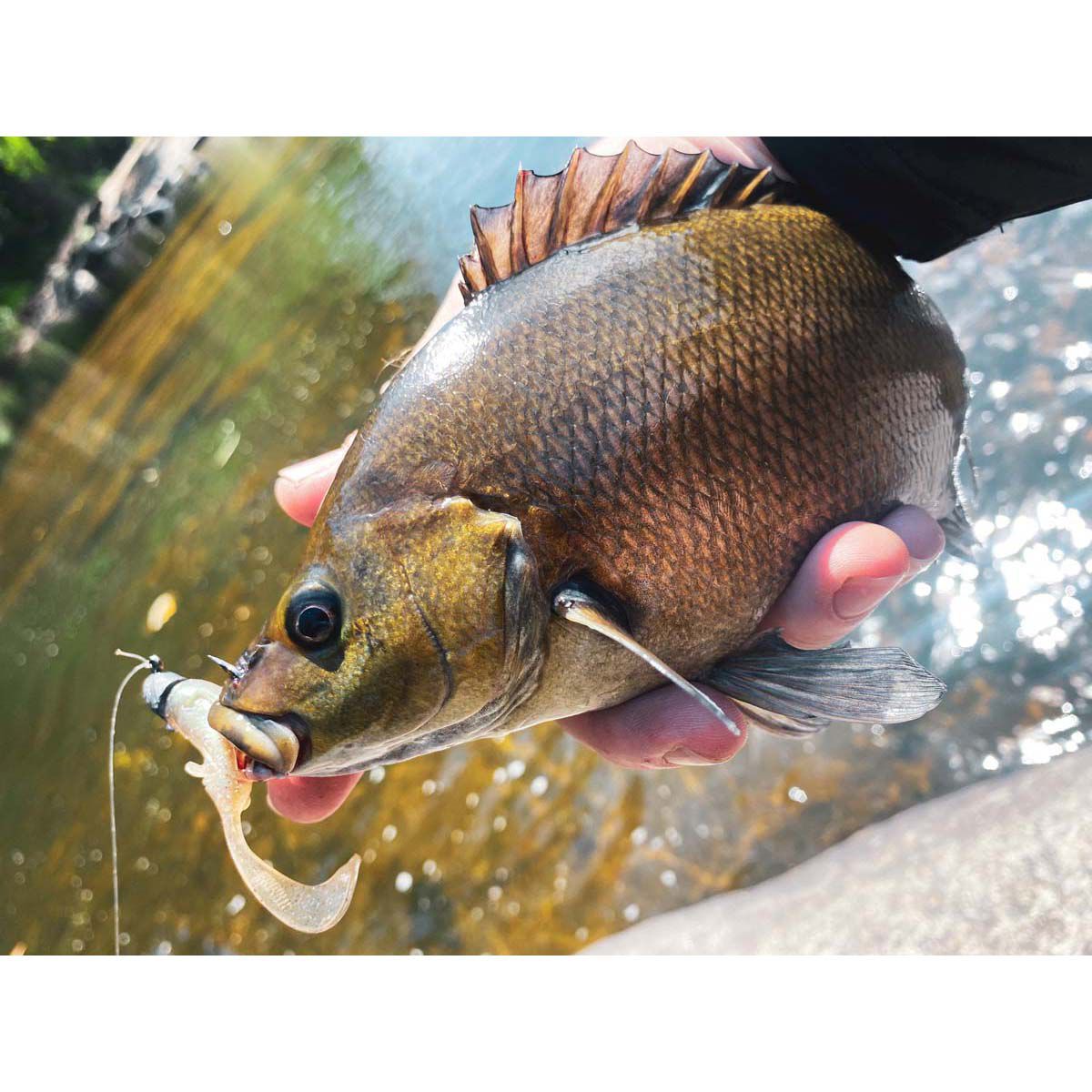 Rapala CrushCity Creeper Soft Plastic Lure 2.5in Purple Haze | BCF