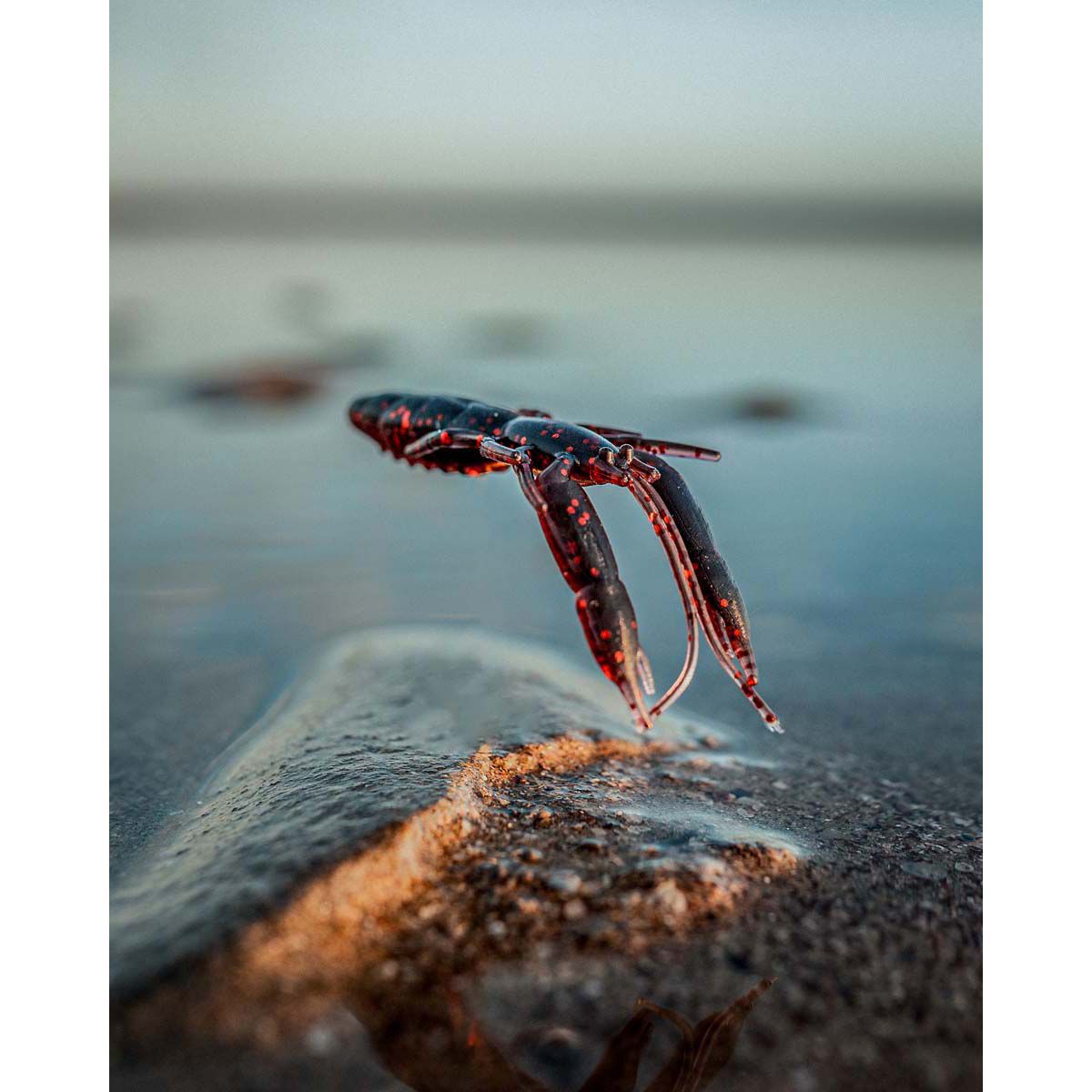 Pro Lure Live Yabby Soft Plastic Lure 60mm Watermelon | BCF