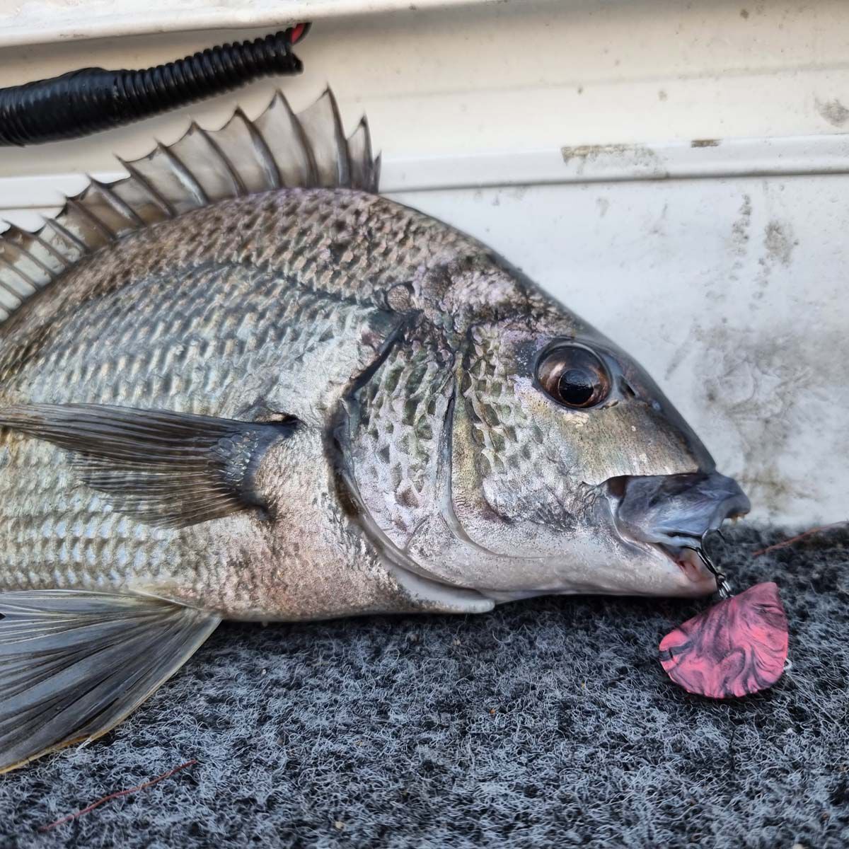 Blue Lip Baits Micro Mussel L Lure 3cm Dark Knight | BCF