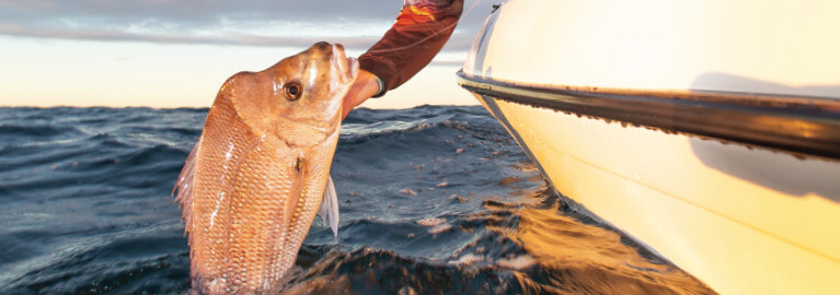 Snapper Season Checklist - Be A BCFing Expert | BCF Australia