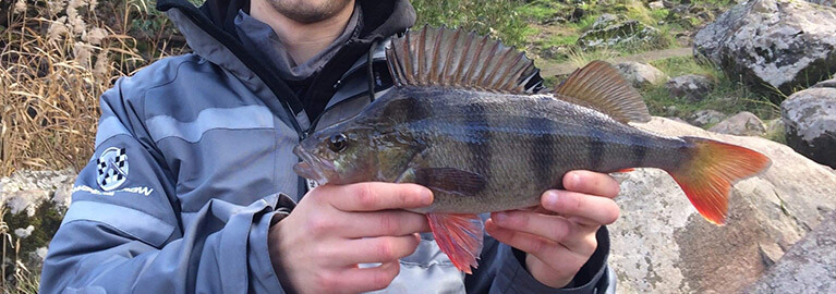 How to catch Redfin Perch - Be A BCFing Expert | BCF Australia
