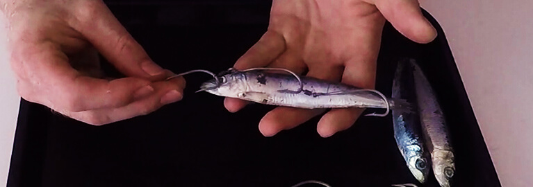 Rigging a Ganged Pilchard - Be A BCFing Expert | BCF Australia