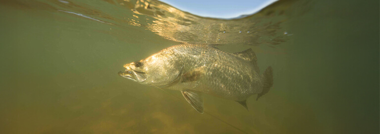 How to catch Barramundi - Be A BCFing Expert | BCF Australia