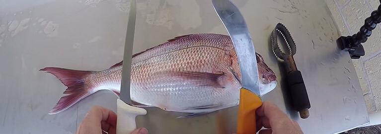 Filleting Snapper - Be A BCFing Expert | BCF Australia