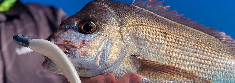 Bait ball Snapper Action - Be A BCFing Expert | BCF Australia