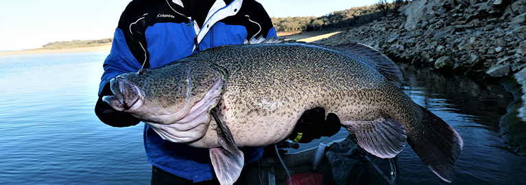 Lake Copeton Murray Cod Action - Be A BCFing Expert | BCF Australia
