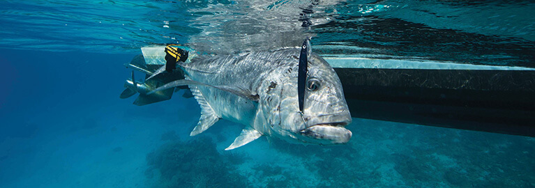 Casting lures for pelagics | Be a BCFING Expert