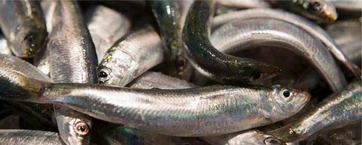 How to use Burley - Be A BCFing Expert | BCF Australia