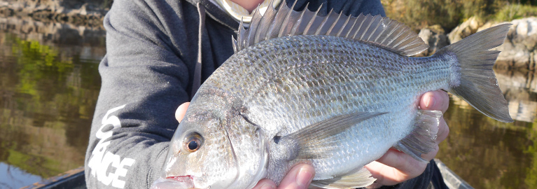 How to catch Bream with Bait - Be A BCFing Expert | BCF Australia