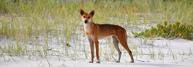 Dingo Safety - Be A BCFing Expert | BCF Australia