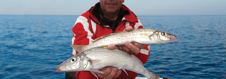 How to catch King George Whiting - Be A BCFing Expert | BCF Australia