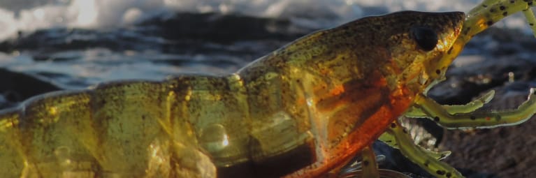 Savage Gear Lures, Rods, Reels & Swimbaits | BCF Australia