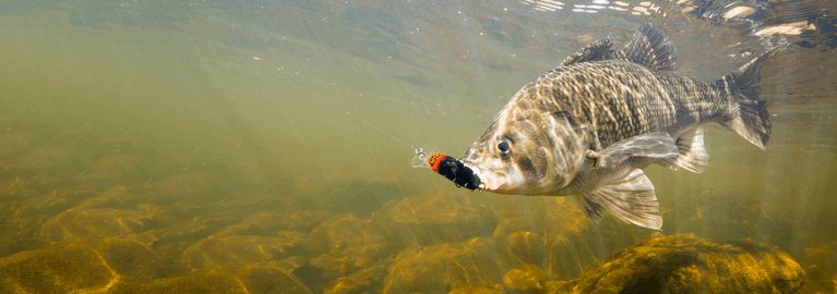 Best Lures for Catching Australian Bass - Be A BCFing Expert | BCF ...