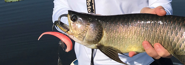 Fishing weedless lures | Be a BCFING Expert