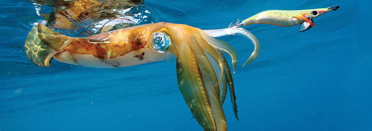 How to Clean Squid - Be A BCFing Expert | BCF Australia